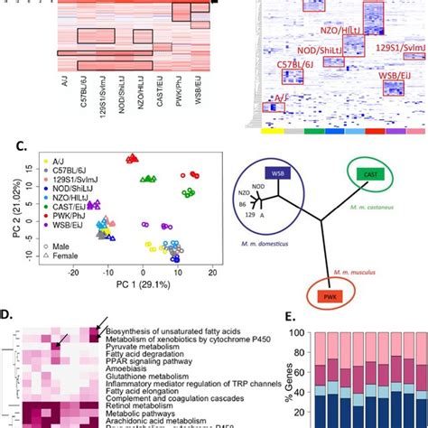 Sex Specificity Across Do Founder Strains A Heatmap Of Log2 Download Scientific Diagram