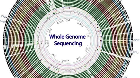 Whole Genome Sequencing Of Bacterial Genomes Tools And Applications Datafloq