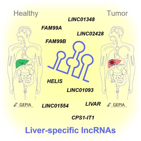 Special Issue Title Non Coding Rnas In Cancer Febs Open Bio Vol 15 No 9