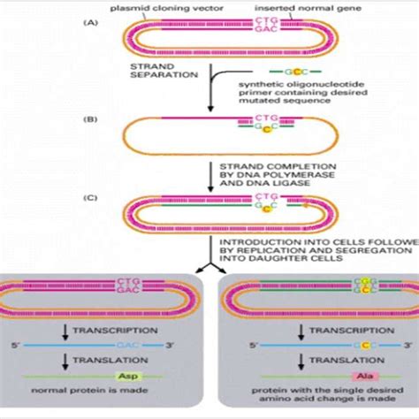 Pbluescript Ii Sk Multiple Cloning Site Region Source Agilent Download Scientific