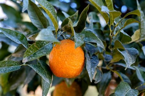 Premium Photo Closeup Of An Orange On Its Tree In Winter