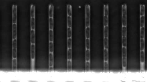 Mutating DNA Caught On Film Science AAAS