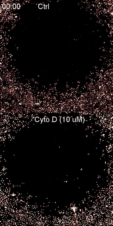 Cell Based Assays Lyncéetec