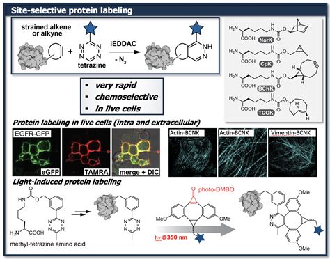 Bioorthogonal Reactions Klang Lab Chemical Biology Eth Zurich