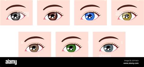 Human Pupil Eyeball Variations Eye Color Types Illustration Stock Vector Image Art Alamy
