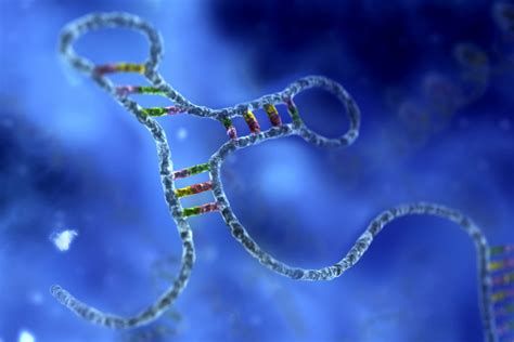 Rna Definition And Types
