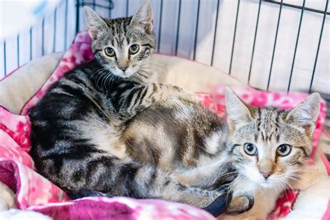 Cat Rescue Vs Animal Control Petme