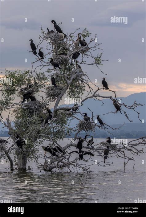 Common Cormorant Phalacrocorax Carbo Breeding Tree In Lake Kerkini