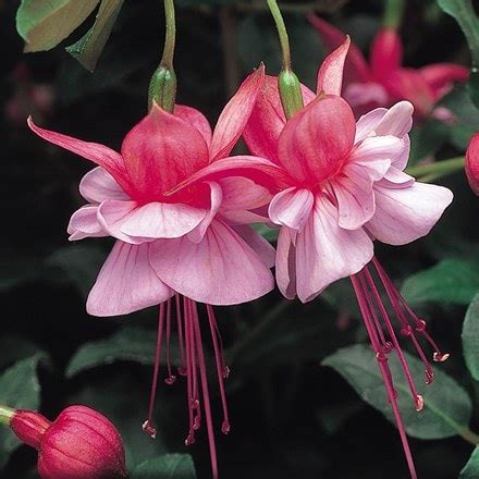 Buy fuchsia Heidi Ann Fuchsia Heidi Ann: £3.5 Delivery by Crocus