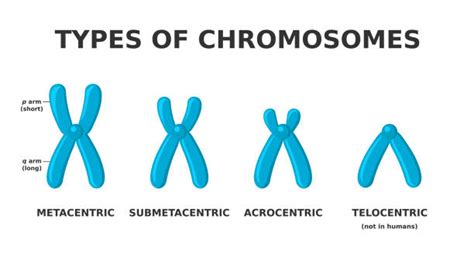 40 Histon Ilustrasi Grafik Vektor And Clip Art Bebas Royalti Terbaik