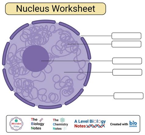 Nucleus Definition Structure Parts Functions Diagram