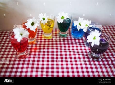 White Flowers In Glasses With Colored Water Experiment Illustrating