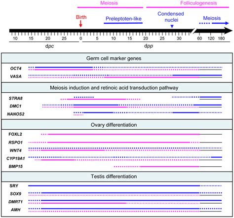 Schematic Representation Of Gene Expression Patterns And Main