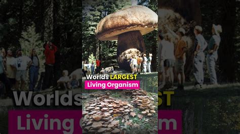 Worlds Largest Mushroom The Worlds Largest Edible Mushroom Lives In
