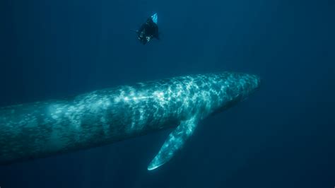 Hidden Dna Found In Blue Whales Reveals Theyve Been Mating With Other Species — And Their