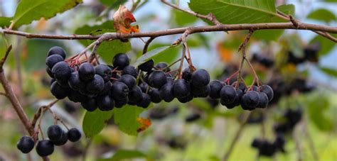 기치 가지 잘 익은 열매가 있는 블랙 초크베리 식물 수확할 준비가 된 베리 정원에서 검은 초크 베리 과일의 가지 아로니아 과일 0명에 대한 스톡 사진 및 기타 이미지