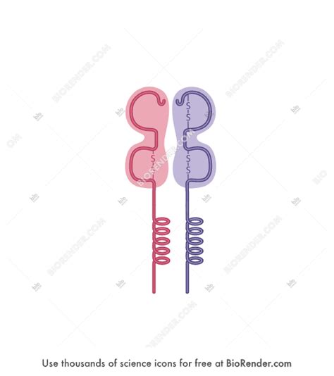 Free Hla Class 2 Icons Symbols And Images Biorender