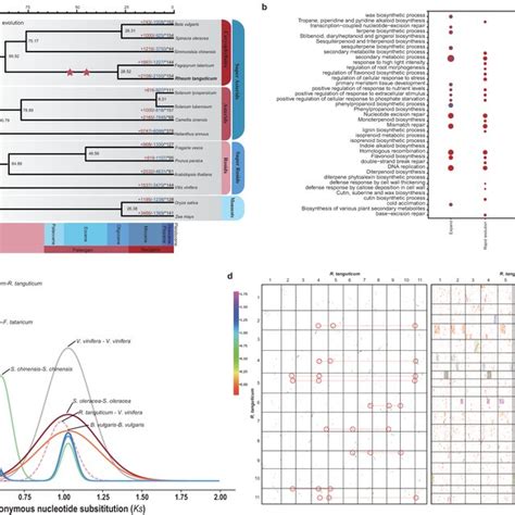 genome phylogeny and evolutionary dynamics a phylogenetic tree of r
