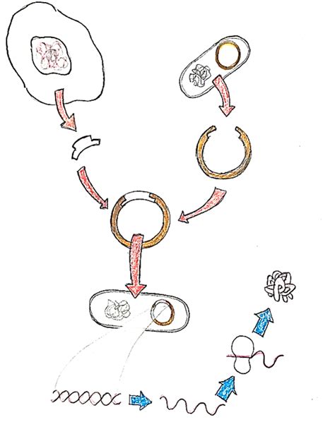 Bacterial Transformation Diagram Biology