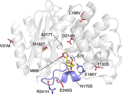 Distribution Of The Yr5 2 Mutations In A Three Dimensional Structure Of