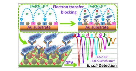 Label Free Electrochemical Biosensing Architecture Based On A Protein