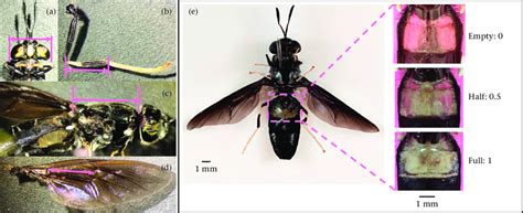 Measured Traits Of The A Head B Hind Tibia C Scutum And D