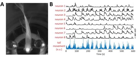 two photon calcium imaging of forebrain activity in behaving adult