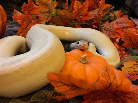 Kaa The Ball Python On Tumblr