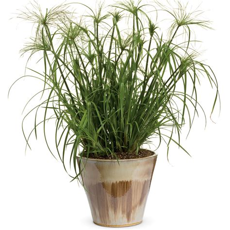 Graceful Grasses® King Tut® Grass Order Online