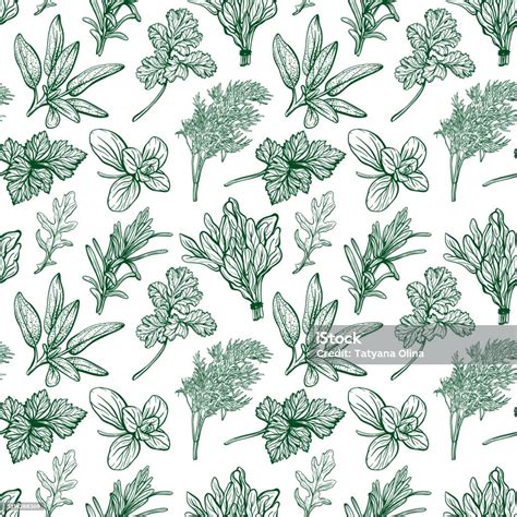조미료와 허브 패턴 향기로운 향신료 건강한 허브 바질 오레가노 파슬리 딜핸드 그린 벡터 일러스트레이션 패턴에 대한 스톡 벡터 아트 및 기타 이미지 Istock