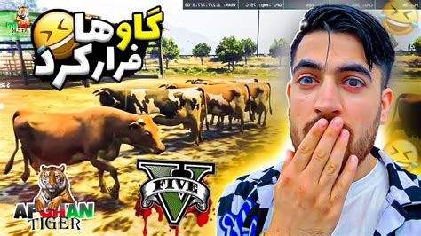 جالبترین ویدیو🤦🏻‍♂️گاو های قربانی از پیش ما گریخت🤯😰🐂 Youtube