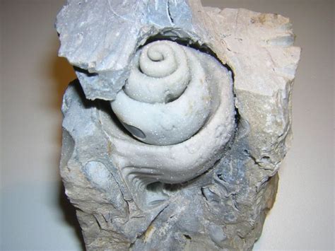 Sea Shell Fossils