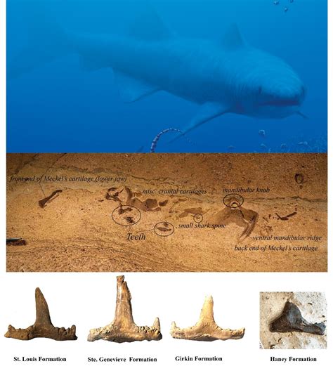 Oldest Shark Fossil Sale