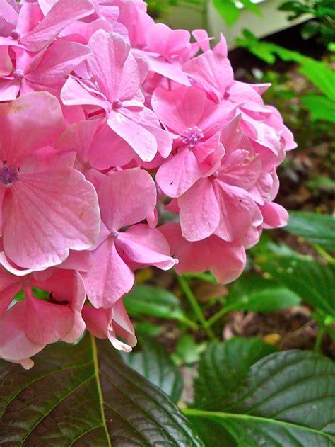 Pink Hydrangea Planting Guide