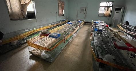 新北市新莊一場火燒出非法繁殖場，查獲52隻犬遭割聲帶、飼主共罰114萬元 Tnl The News Lens 關鍵評論網