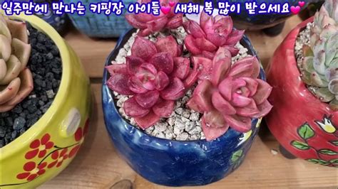 1주만에 만나는 키핑장 아이들🌹 새해 복 많이 받으세요🌹 Youtube