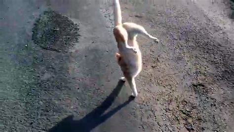 Scared Cat Walks On Two Legs