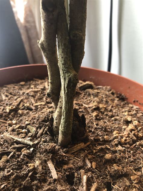 Episode 243 Root Mealybugs — Jane Perrone