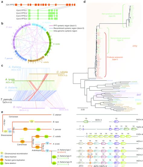 Genomic Structure And Sequence Analysis Of Fpt Gene Cluster Region In Download Scientific