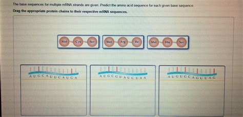solved the base sequences for multiple mrna strands are