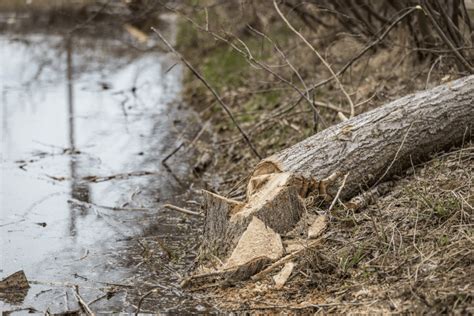 Top Methods To Remove Tree Stump Quickly And Easily Pevach Corp