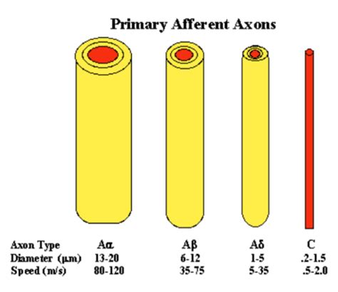 Bio Nervous System Conduction Along Axons And Synaptic Transmission Flashcards Quizlet