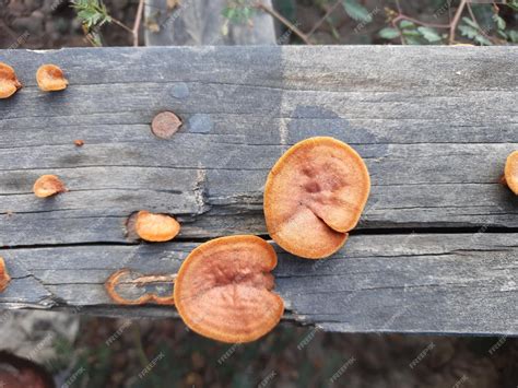 Premium Photo Southern Cinnabar Polypore Or Pycnoporus Coccineus