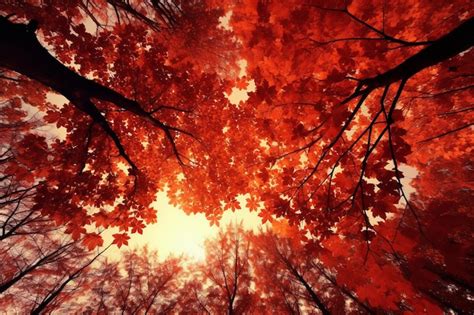 Premium Photo Maple Canopy In Sunset Autumn Background