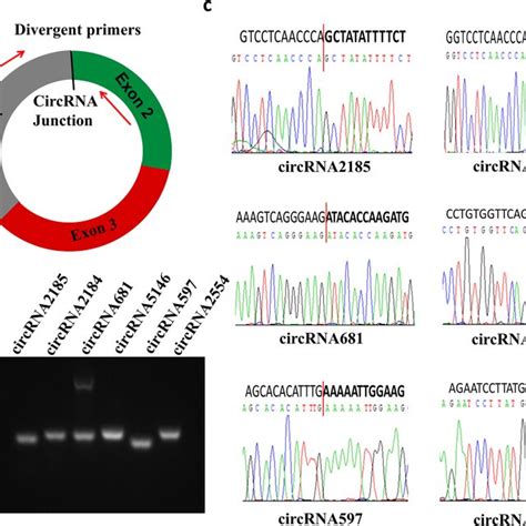 Verification Of Circular RNA CircRNA Data From RNA Sequencing A Download Scientific Diagram