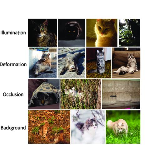 Example Of Image Variations From Class Cs231n Download Scientific