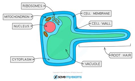 Absorption Of Water By Root Hair Cells Igcse Biology Notes