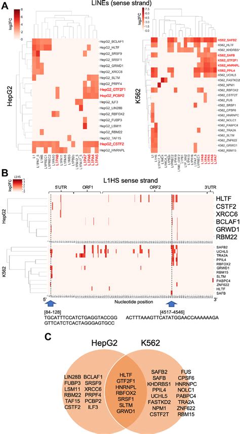 Line Subfamilies Show Specific And Different Binding Patterns Of Rbps Download Scientific