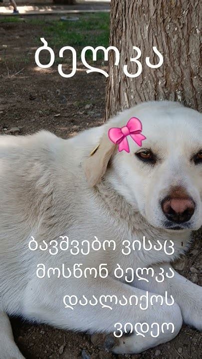 ბელკა ️ ️💗💗 Youtube