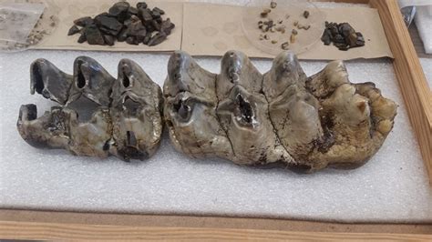 Elephantine Undertaking Digging Up A Giant Mastodon Fossils Earth